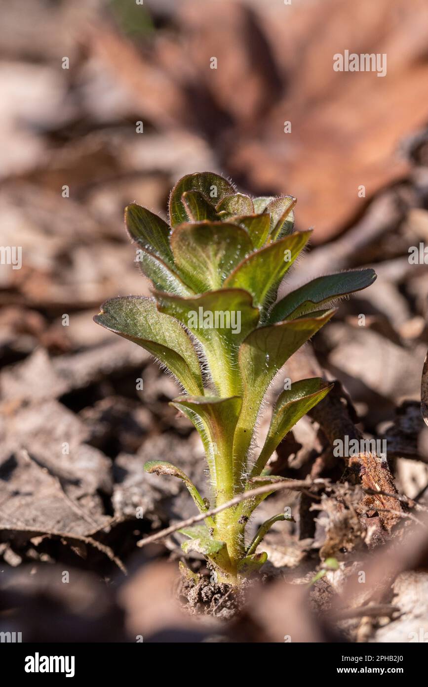 A close-up shot of a pyramidal bugle plant Stock Photo - Alamy