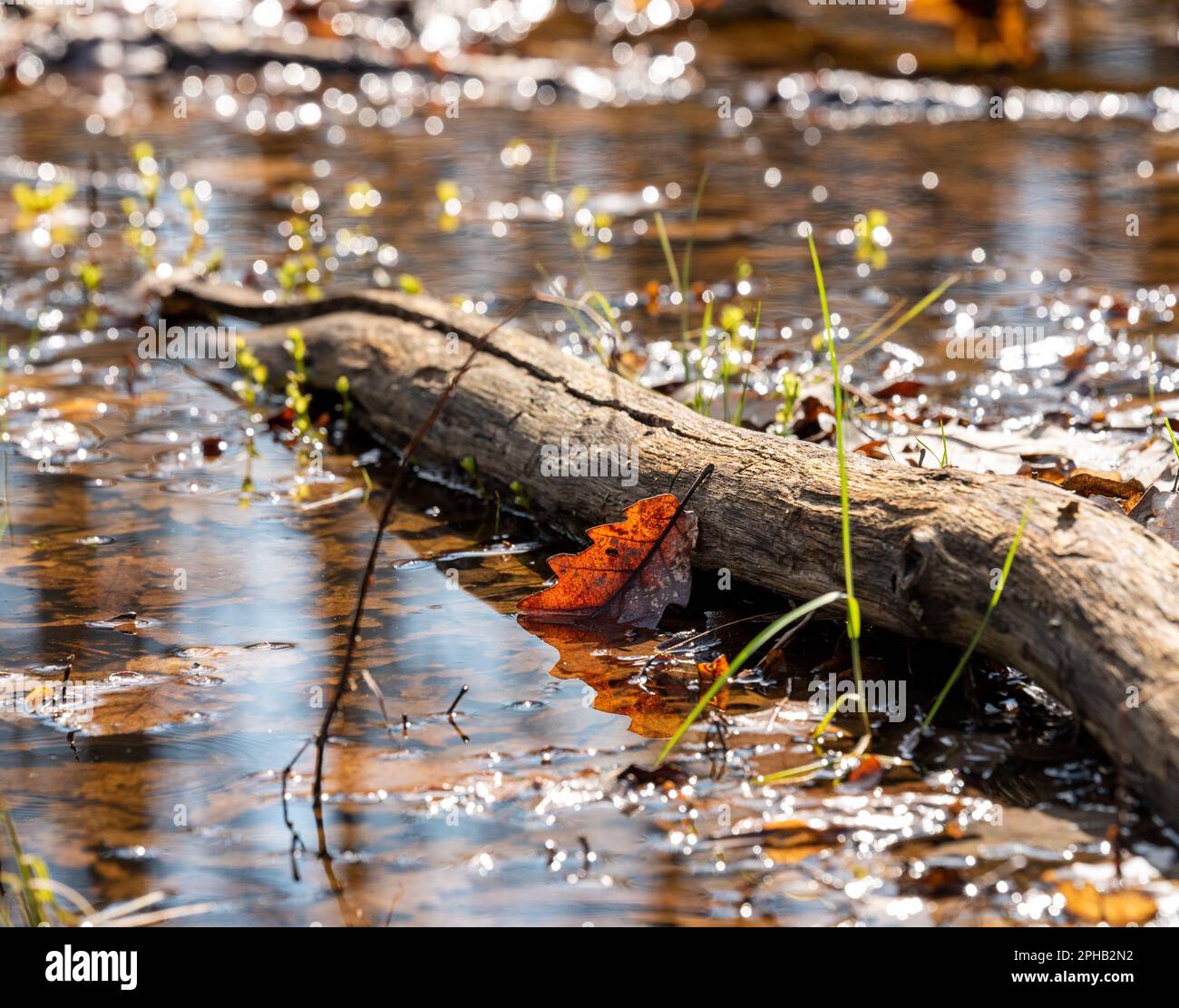 Submerged timber hi-res stock photography and images - Alamy
