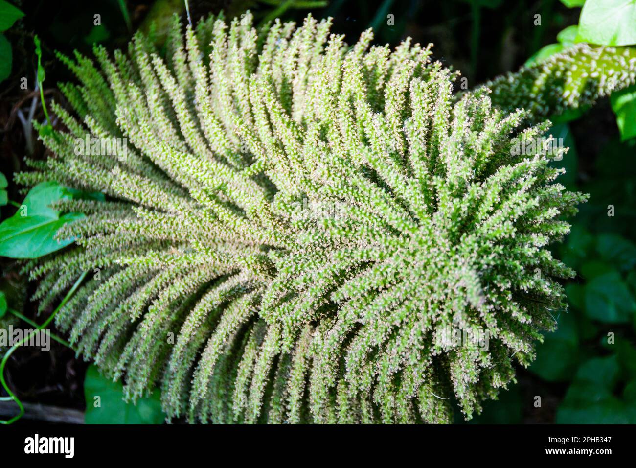 A vibrant close-up of a leafy green tree branch, dotted with delicate ...