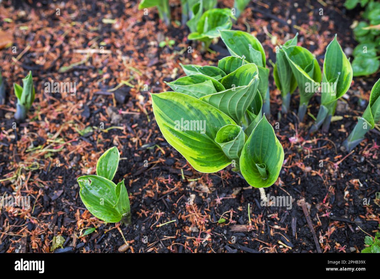 View from above of fresh leaves of Gentiana lutea also known as yellow ...