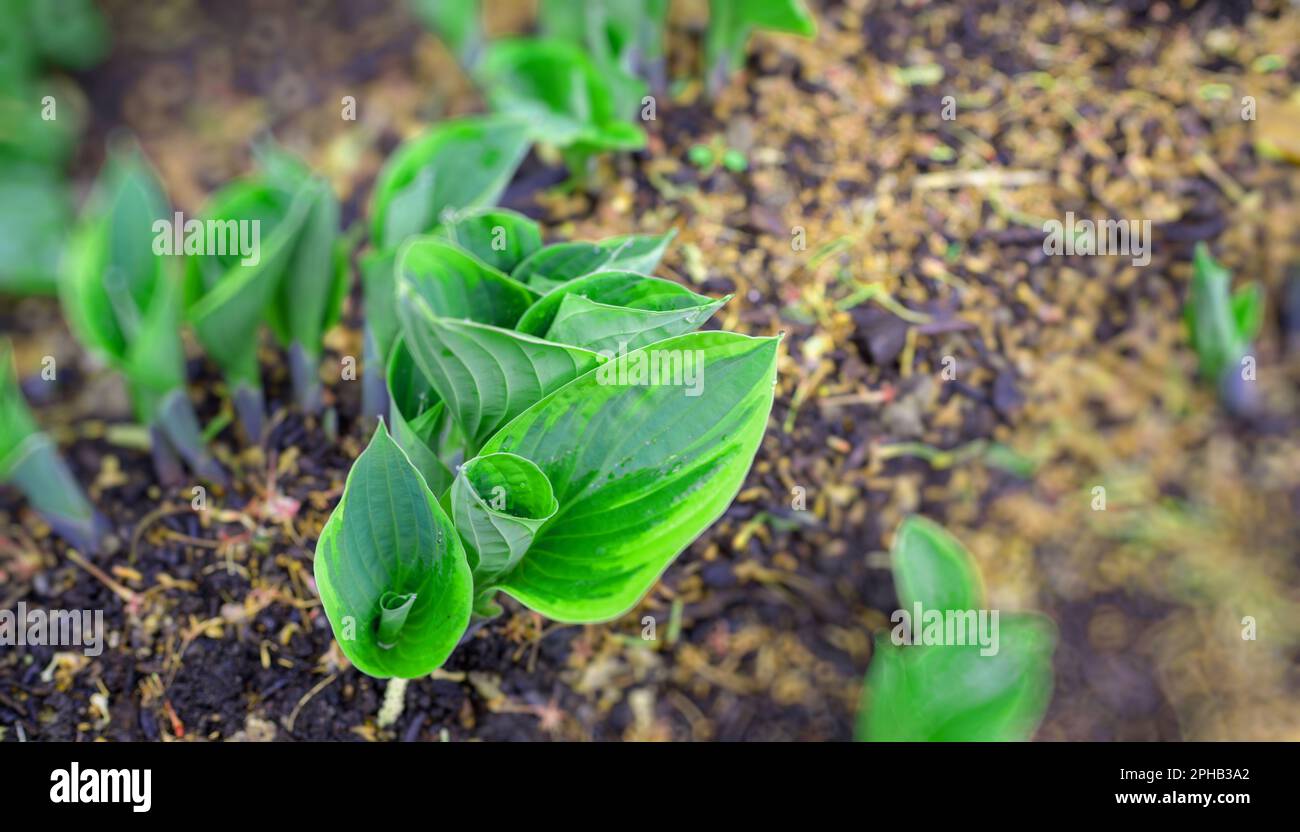View from above of fresh leaves of Gentiana lutea also known as yellow ...