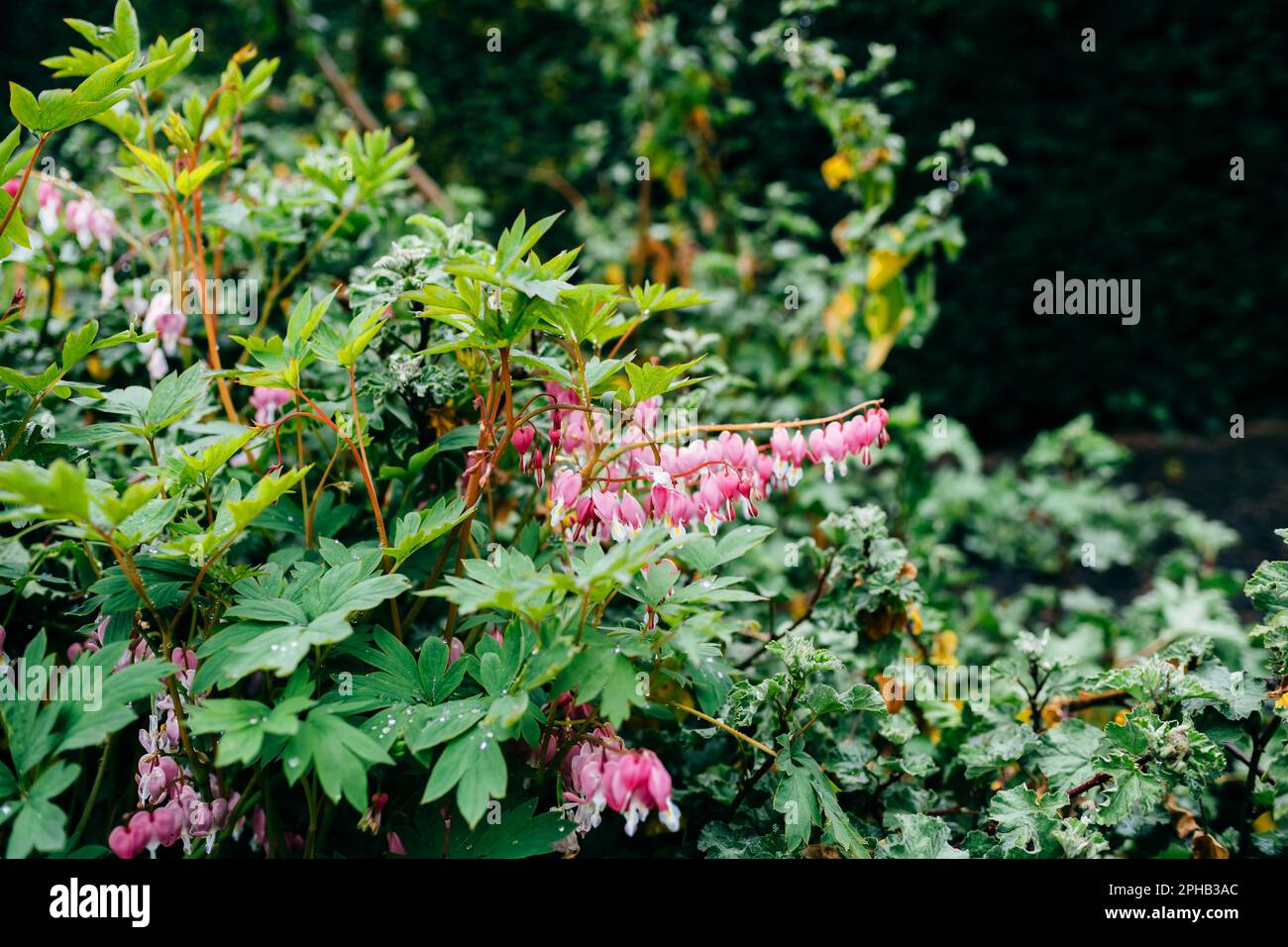 Bleeding heart stands hi-res stock photography and images - Alamy
