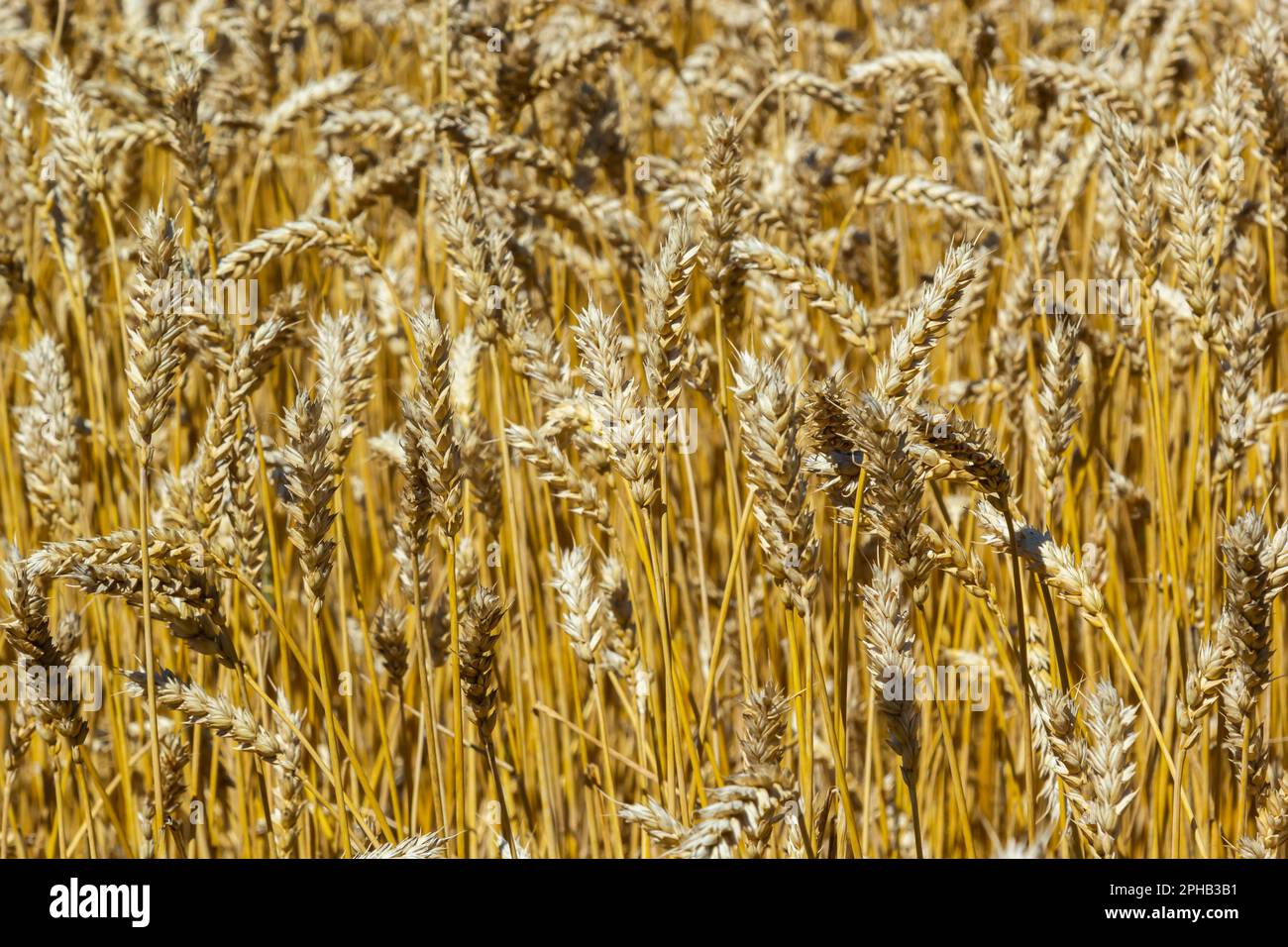 Grains on the field, redy for harvest, golden wheat in the sun. Fields ...