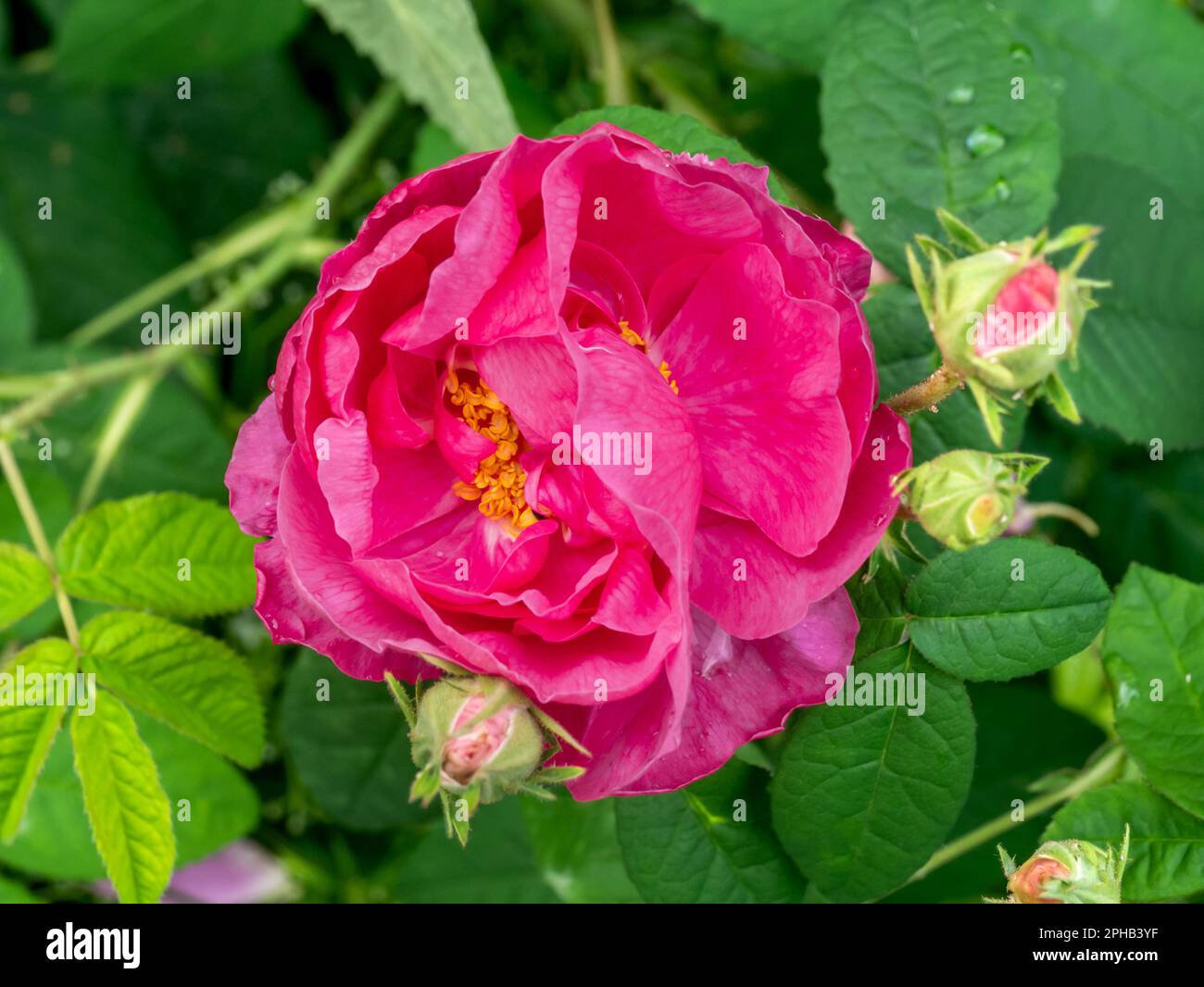 Rose rosa gallica officinalis hi-res stock photography and images - Alamy