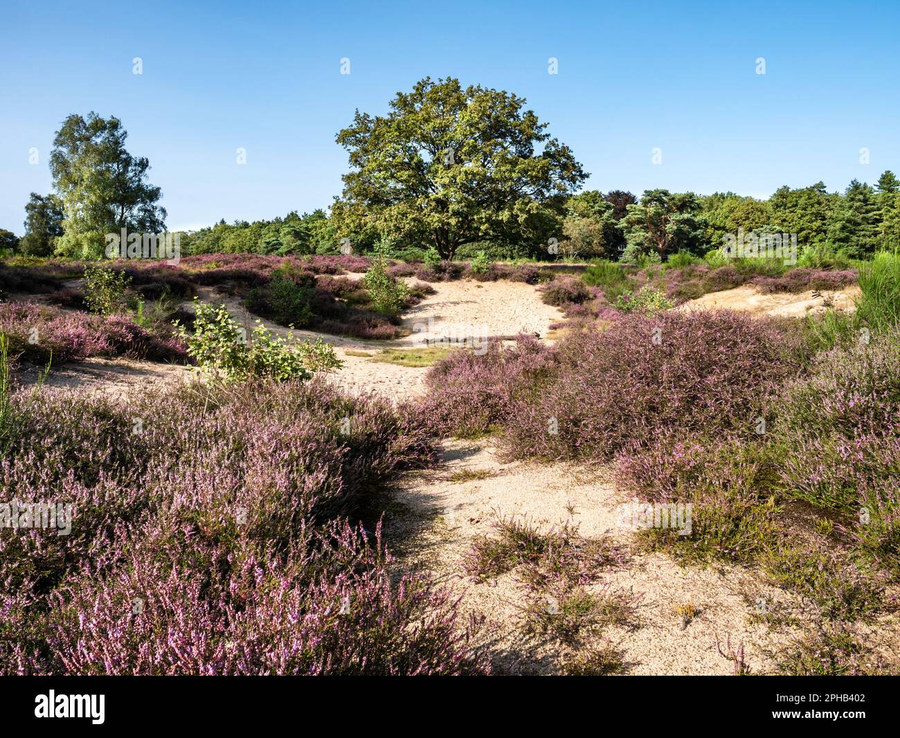 Purple blooming heather in nature reserve Zuiderheide heathland, het ...