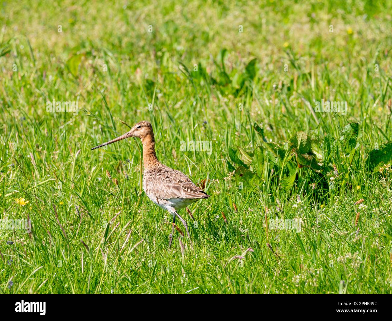 Black-tailed godwit, Limosa limosa, in field with wild flowers in ...