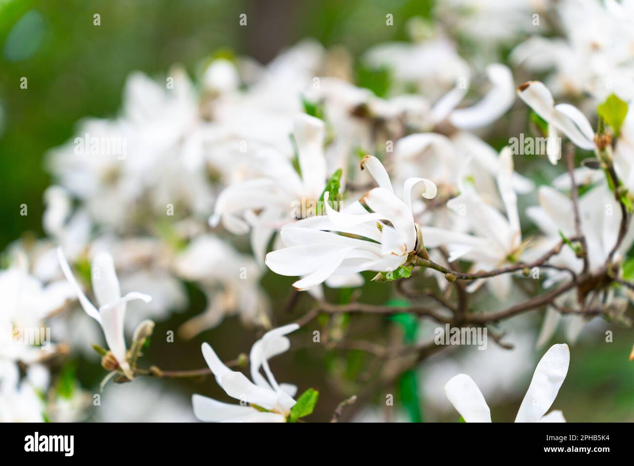 Lushly blooming Magnolia stellata or star magnolia tree in a starry spring.Magnolia stellata ...