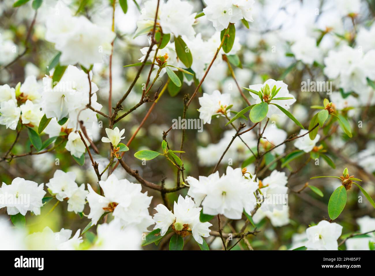 Rhododendron bush with white terry flowers April snow in spring during ...