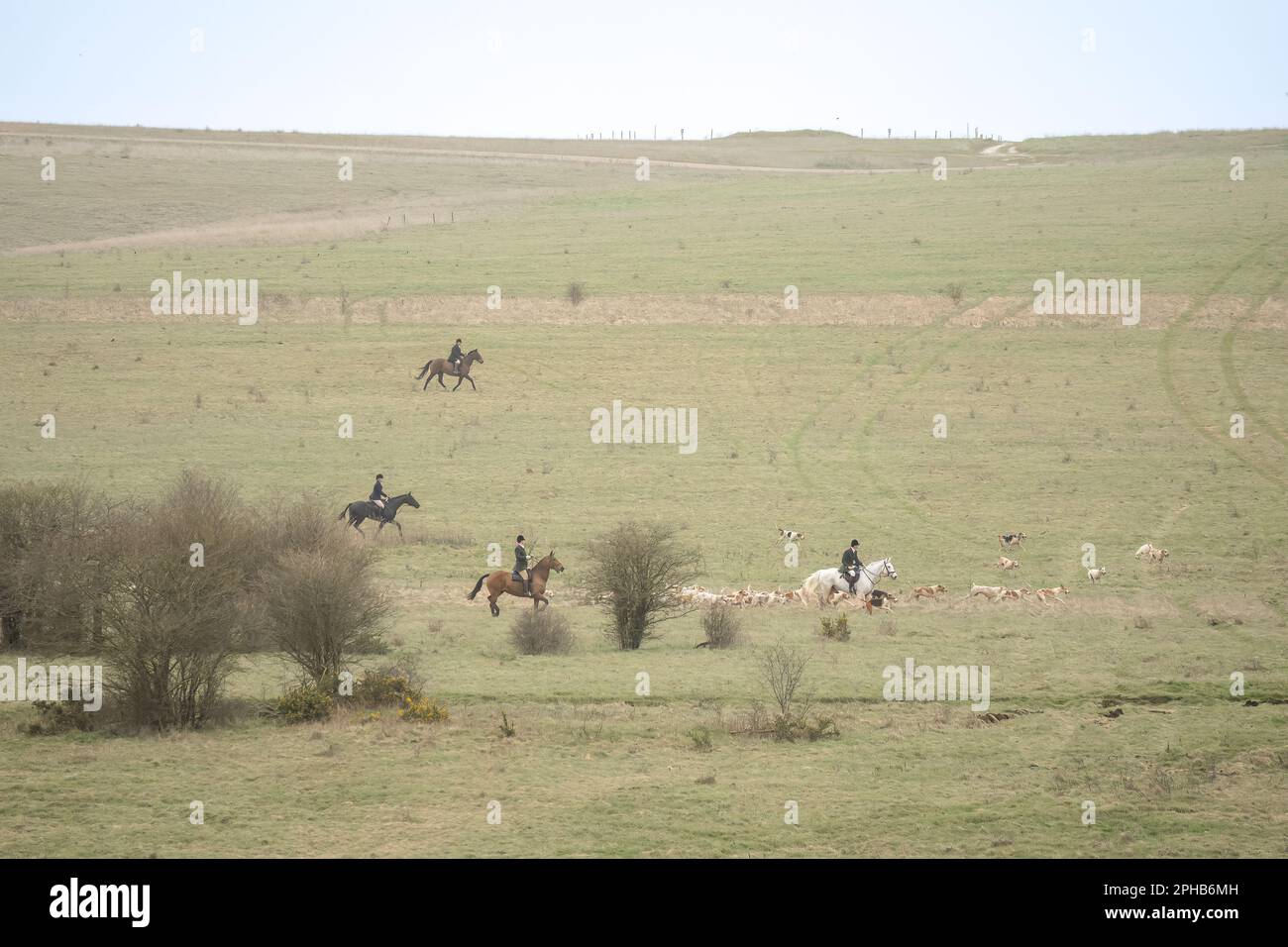 riders with a pack of foxhounds engage in the hunt for a fox (Vulpes ...