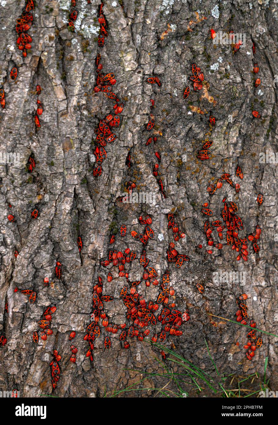 Crawling bugs on light hi-res stock photography and images - Alamy