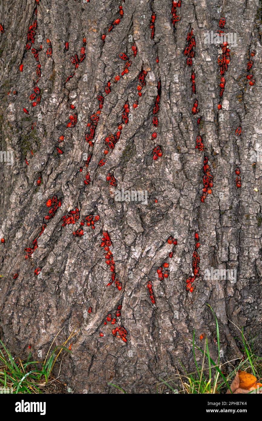 Red bugs crawl on the bark of a tree Stock Photo - Alamy