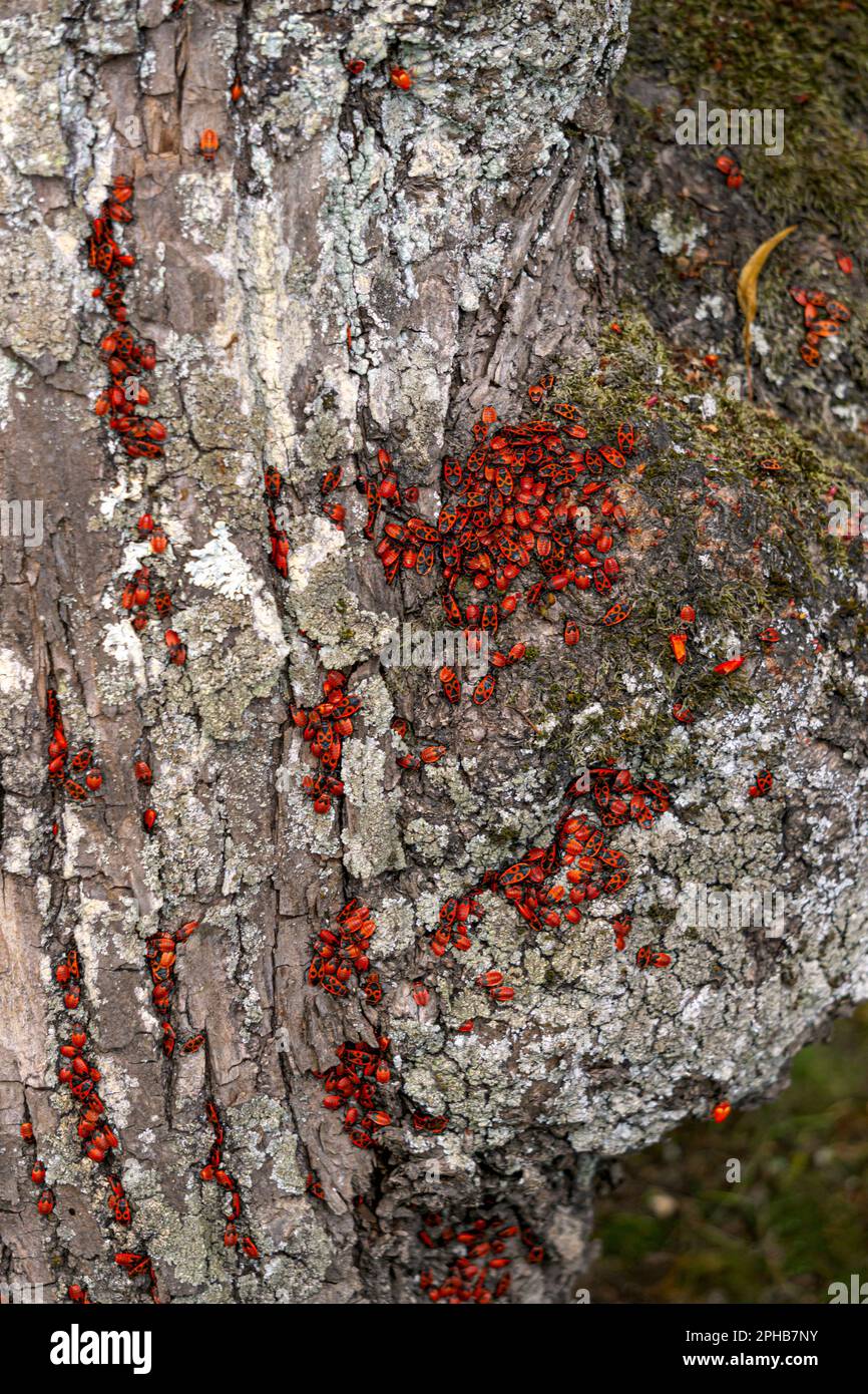 Red bugs crawl on the bark of a tree Stock Photo - Alamy