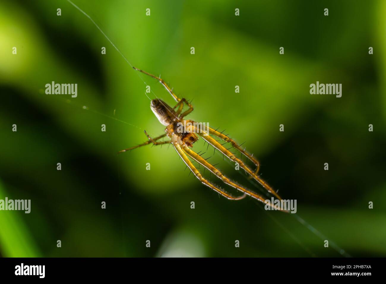 Stretch spiders hi-res stock photography and images - Alamy