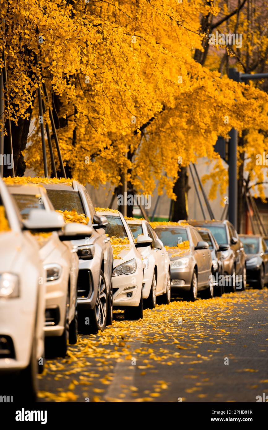 A vibrant street scene featuring a line of cars parked under golden ...