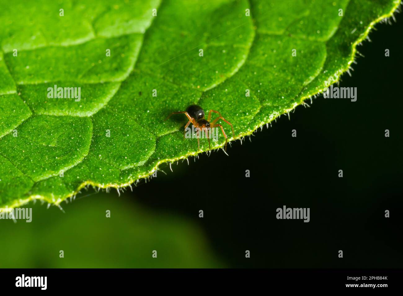 Spider hiding under leaf hi-res stock photography and images - Alamy