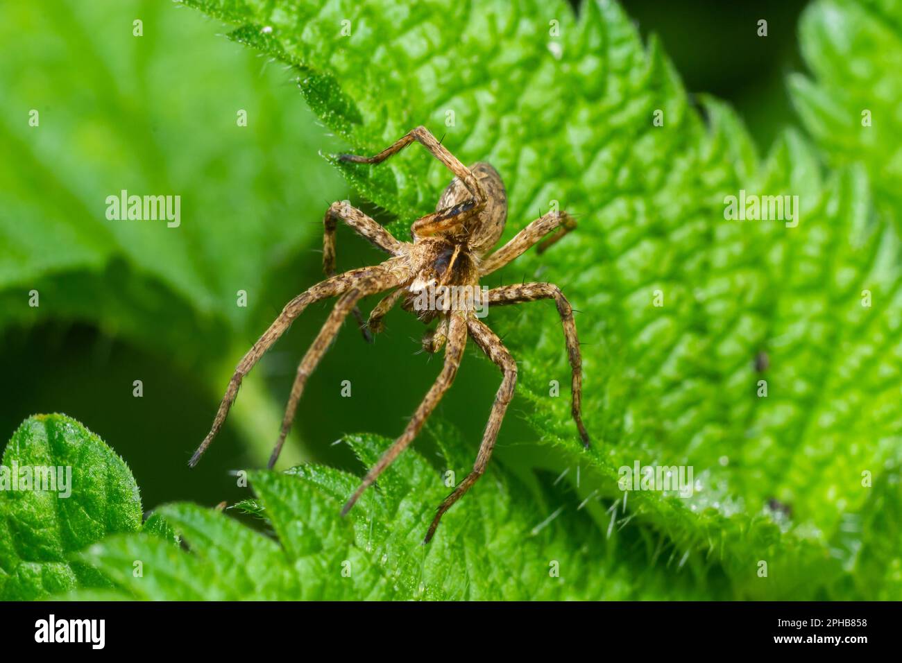 Pisaurina mira Nursery web spider a common garden and meadow insect ...