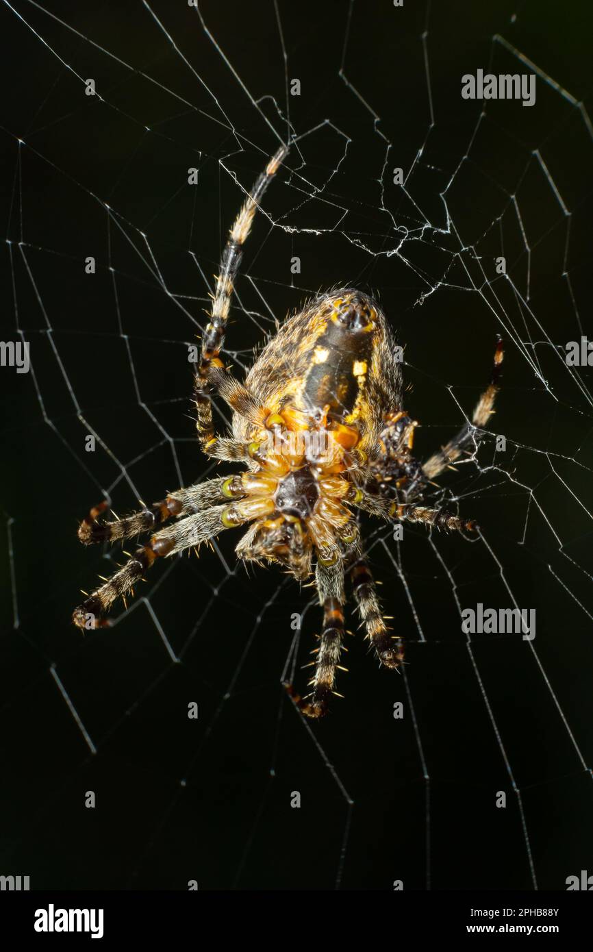 Spider Araneus diadematus with a cross on its back on a web against a ...