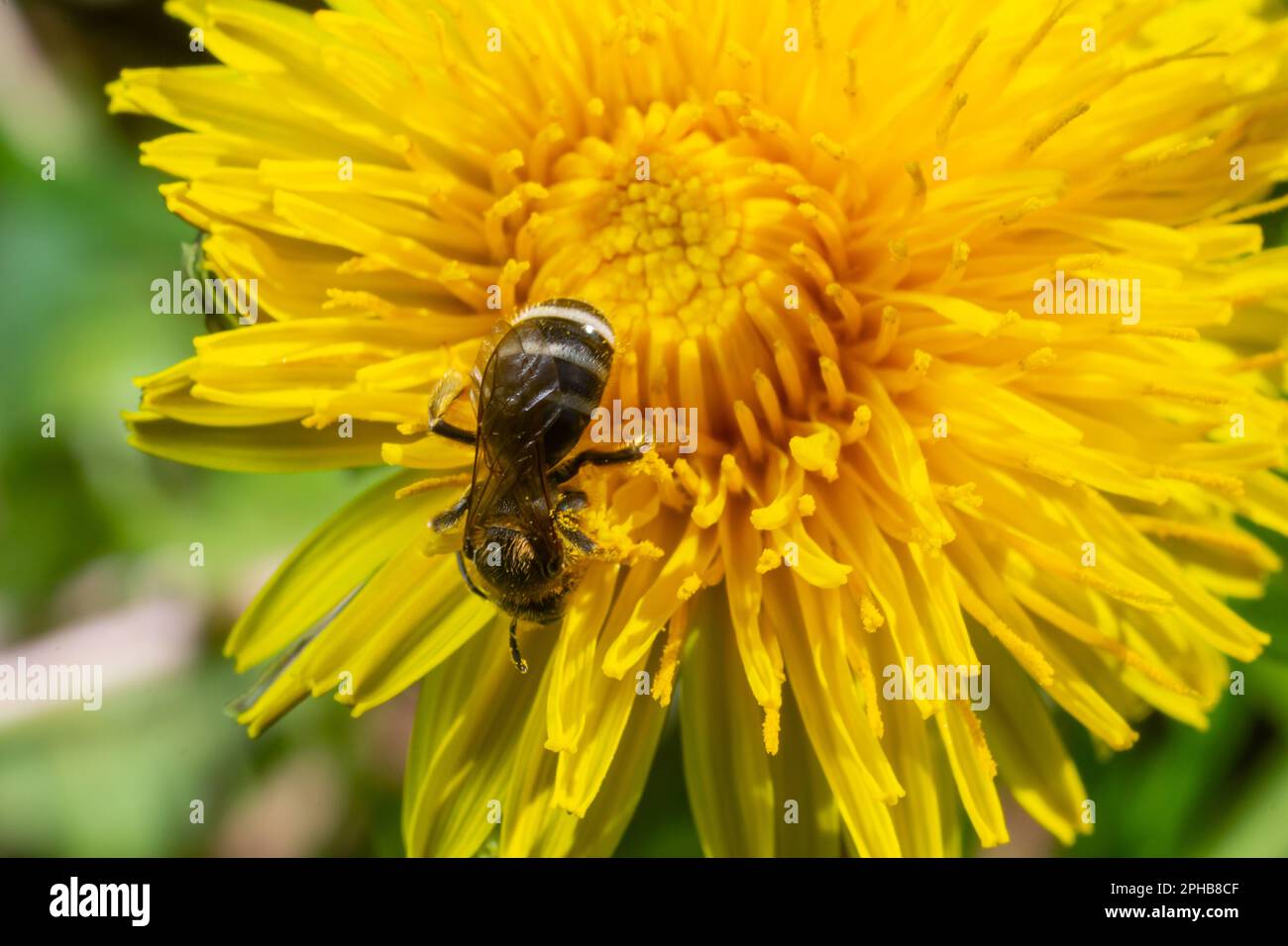 An isolated single specimen of honey bee taking pollen on the yellow ...