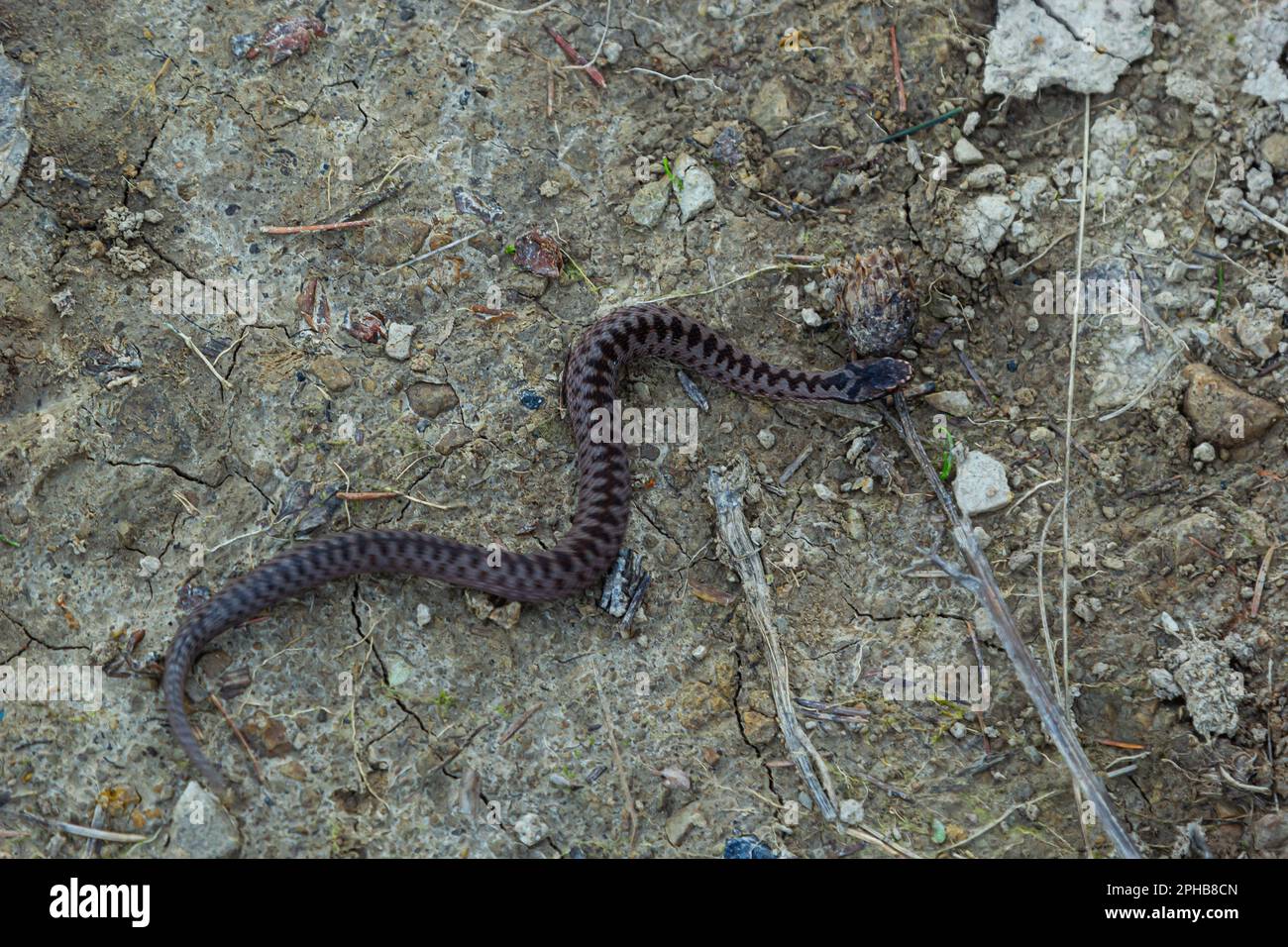 Adder viper snake Vipera berus getting away from the stone Stock Photo ...