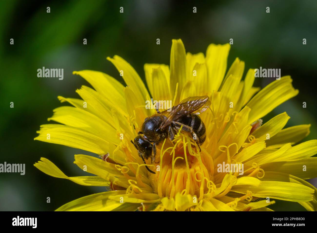 An isolated single specimen of honey bee taking pollen on the yellow ...