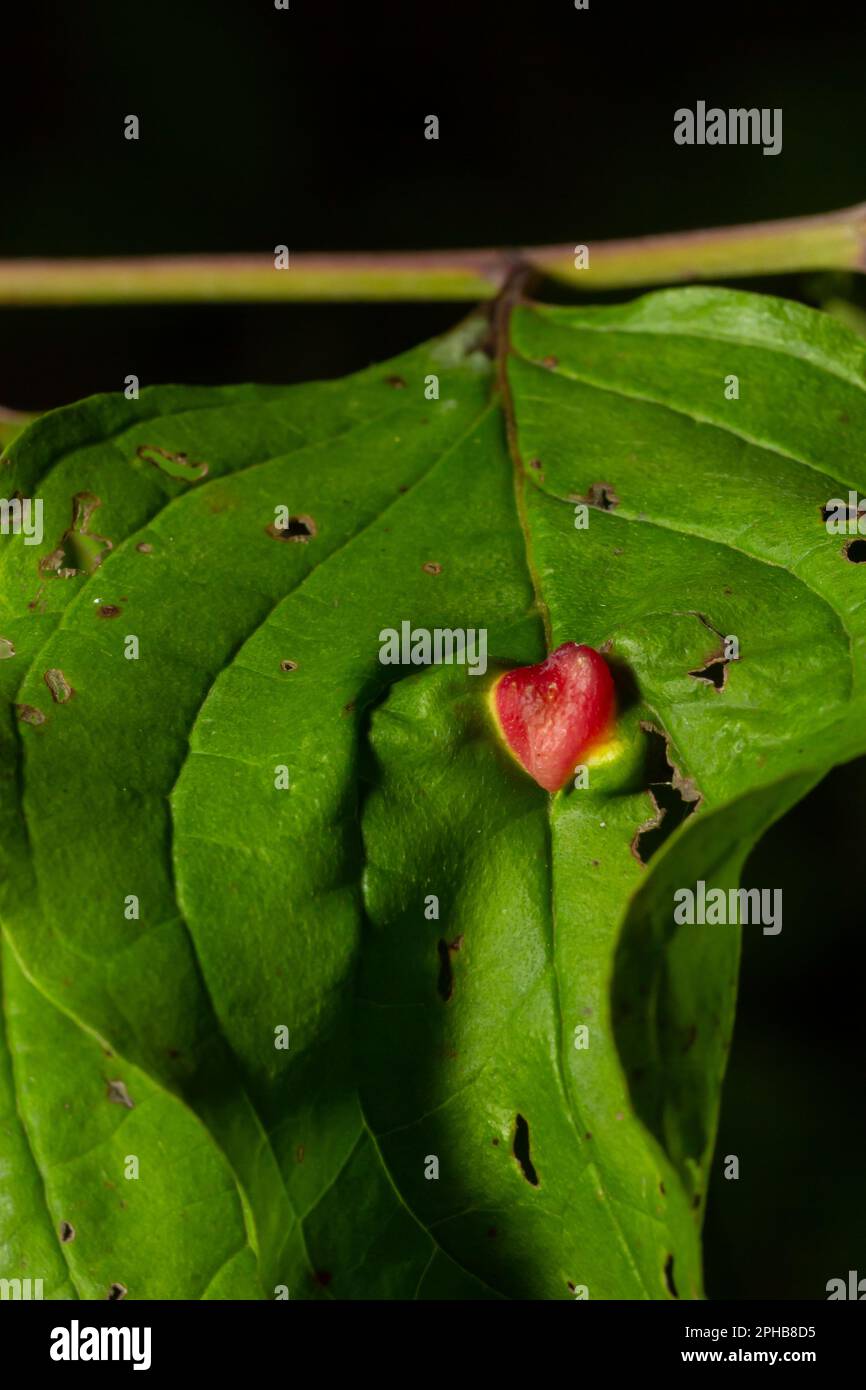 Red galls of Pontania proxima on green leaf, sick tree. Pontania ...