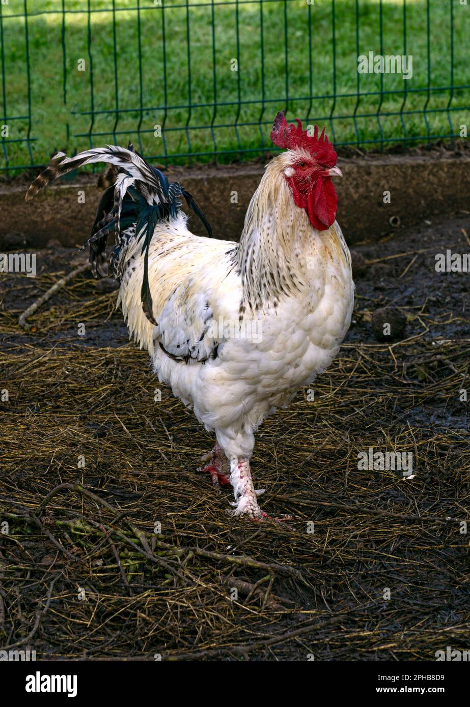 Golden cockerel close up hi-res stock photography and images - Alamy