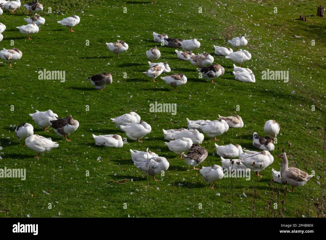 Gray beautiful geese in a pasture in the countryside walk on the green ...