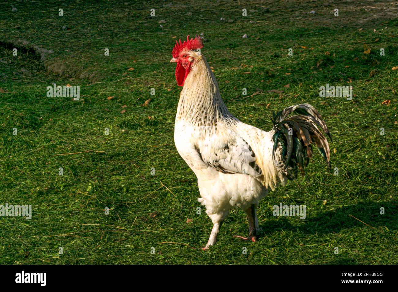 A young cockerel with colorful feathers walks on a farm in the village ...