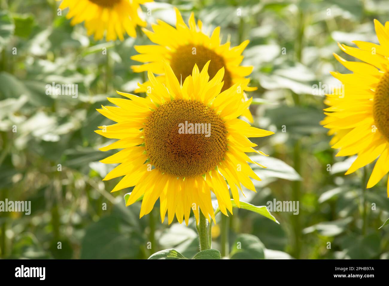 Sonnenblumen ernte hi-res stock photography and images - Alamy