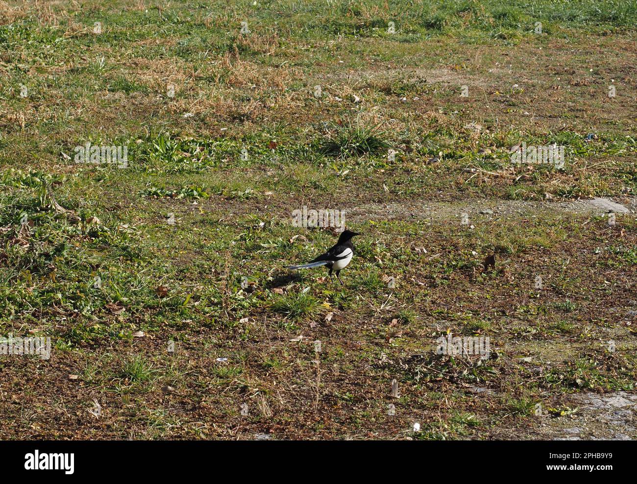 eurasian Magpie aka Common Magpie scientific name Pica Pica of animal ...