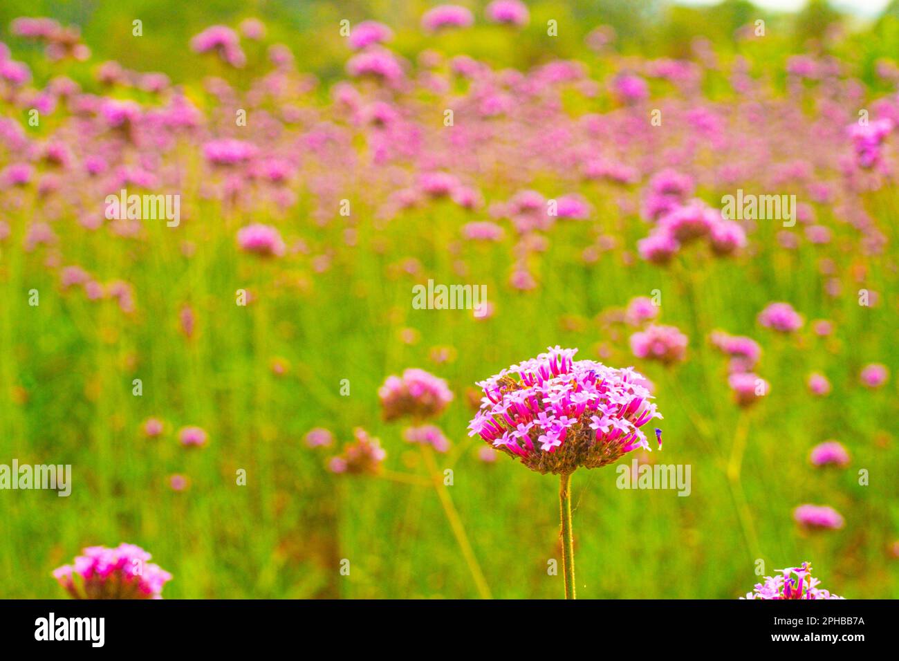 View of beautiful pink flower field spring season nature background ...