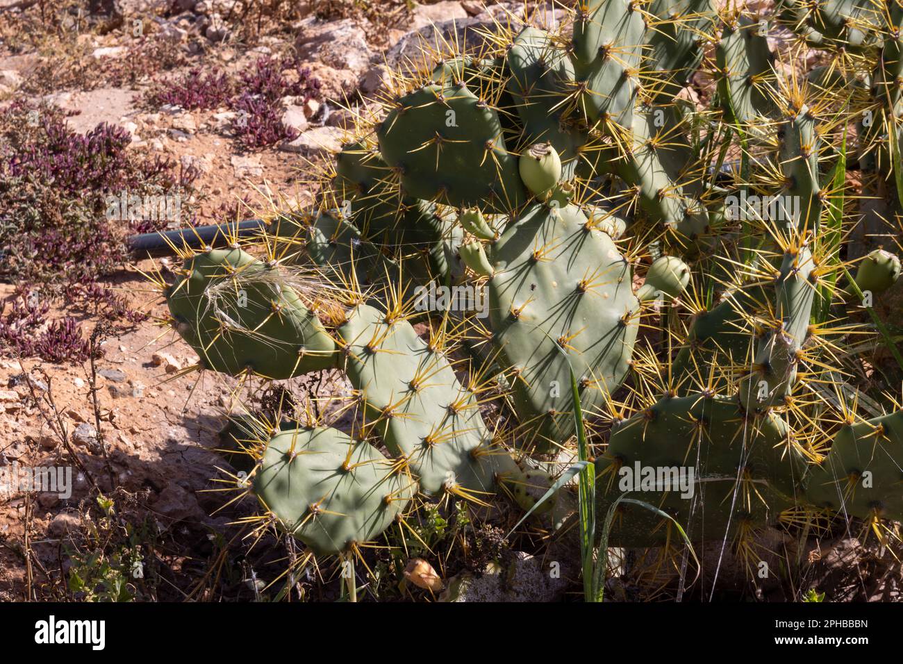 Detail of an opuntia cactus growing wild in the nature, with extremely ...
