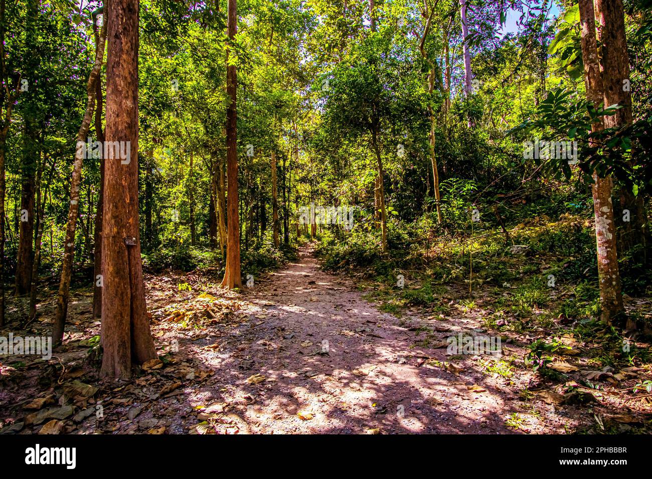 Forest trail scene. in deep woodland Stock Photo - Alamy
