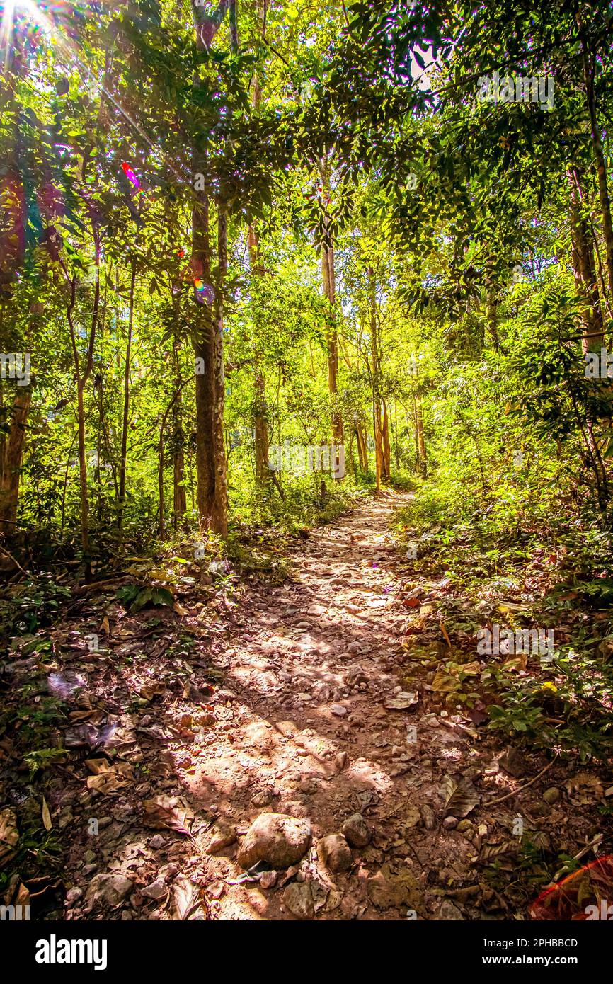 Forest trail scene. in deep woodland Stock Photo - Alamy