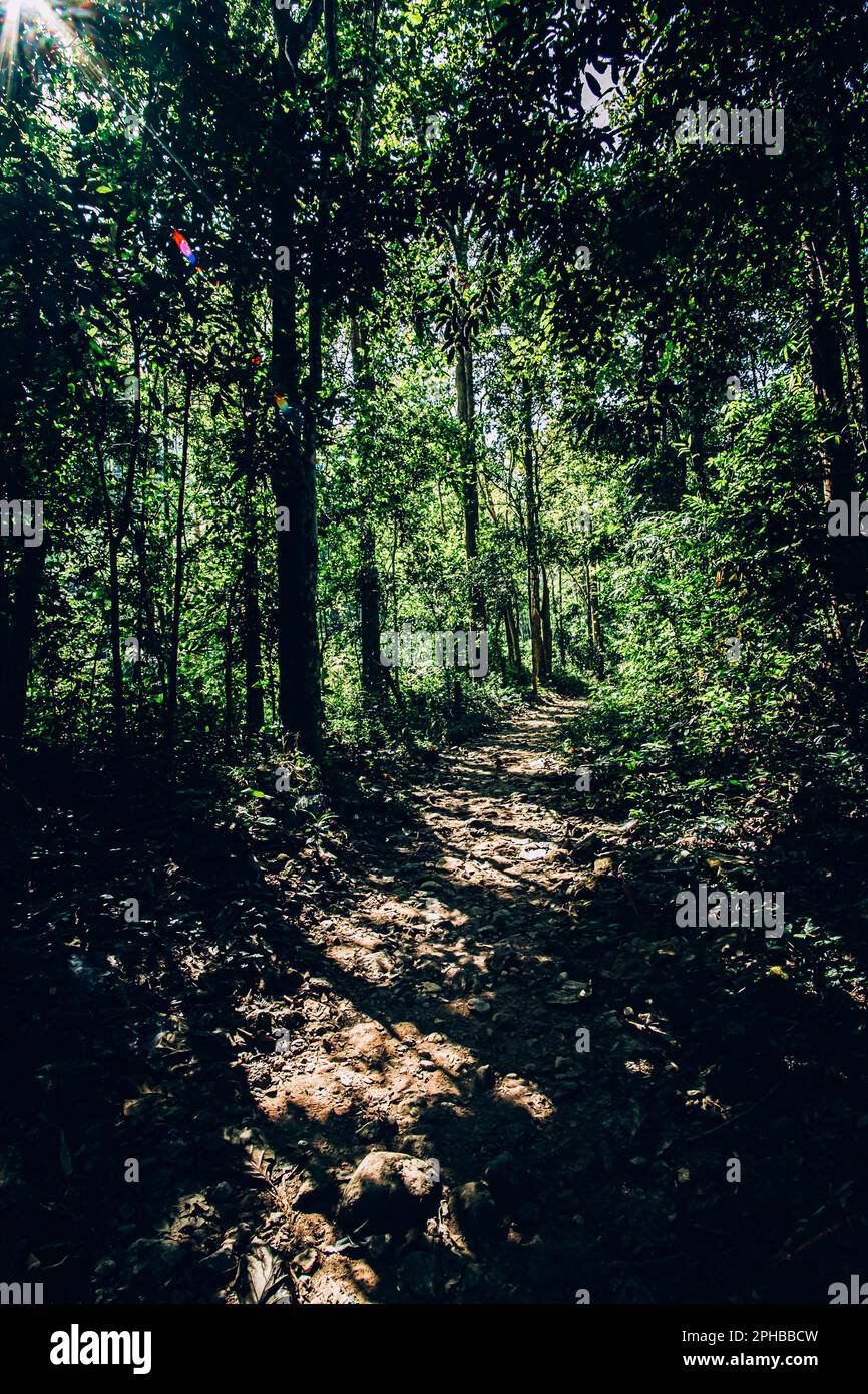Forest trail scene. in deep woodland Stock Photo - Alamy