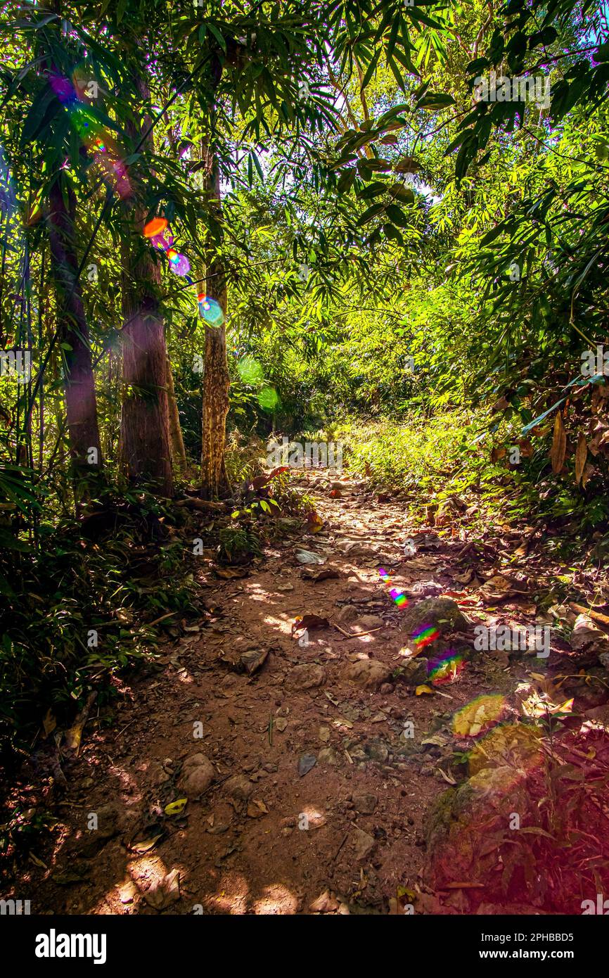 Forest trail scene. in deep woodland Stock Photo - Alamy