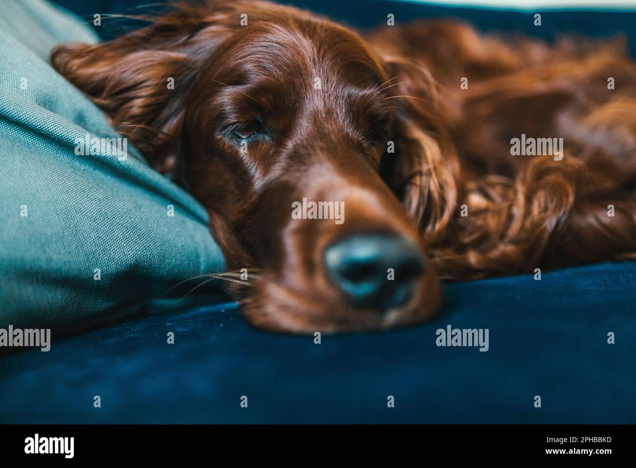 Side view portrait of cute Irish Setter dog lying on bed with puppy ...