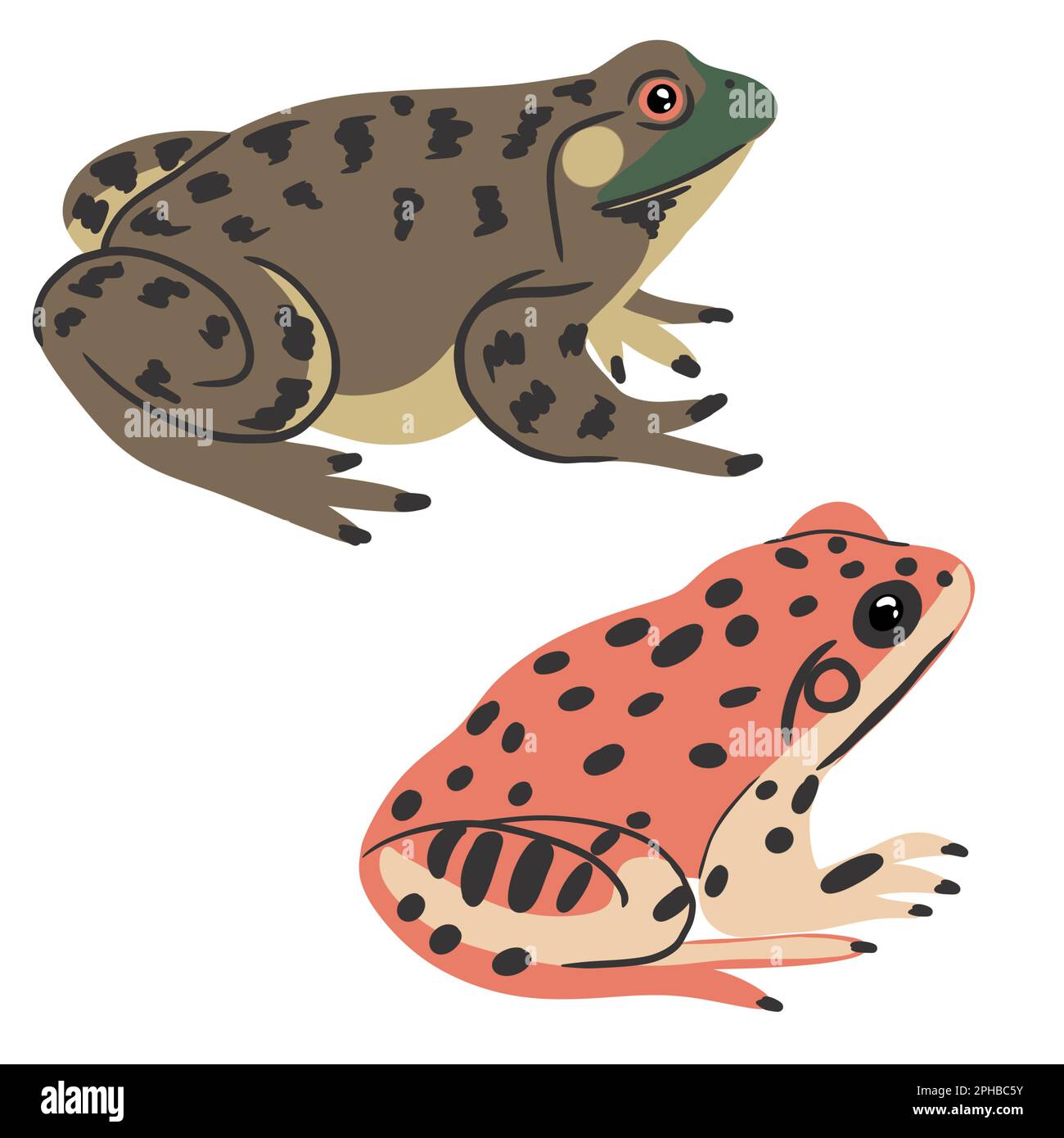 Hand drawn illustration of California red-legged frog Rana draytonii ...