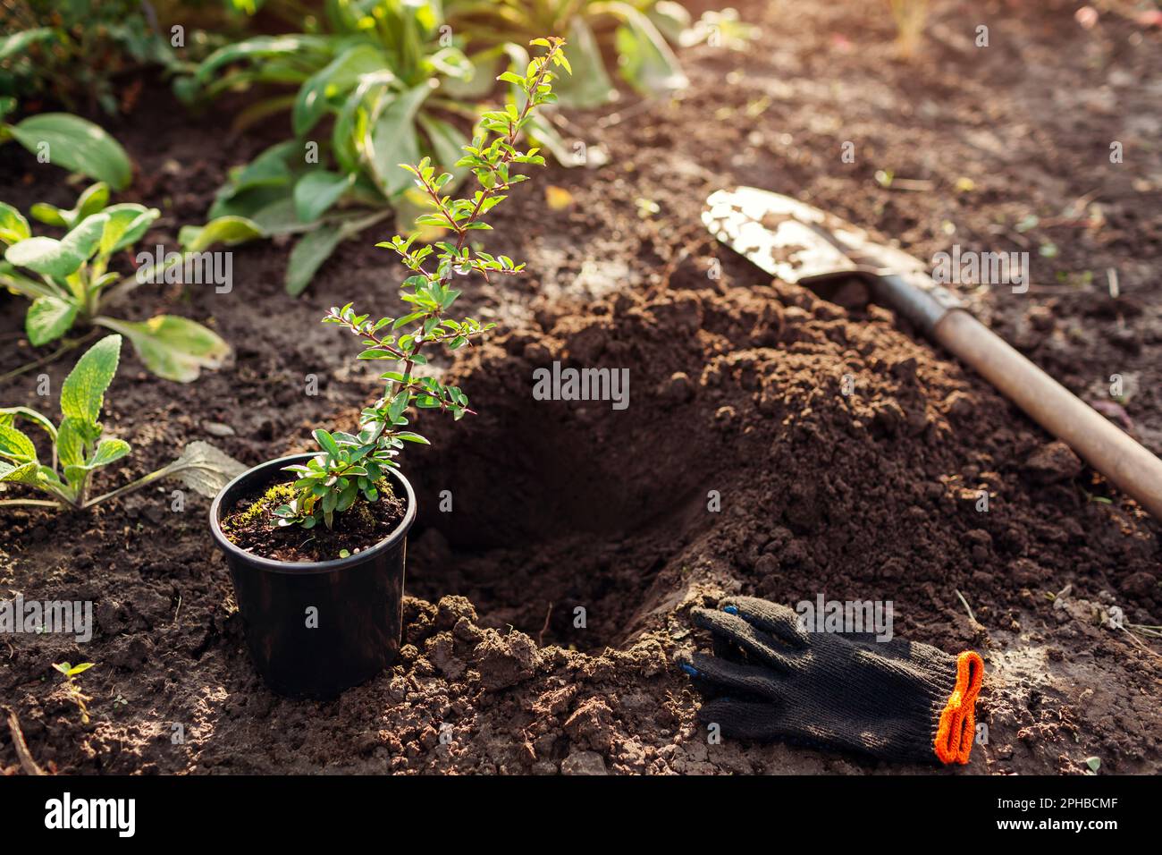 Planting pyracantha into soil. Transplanting young evergreen plant ...
