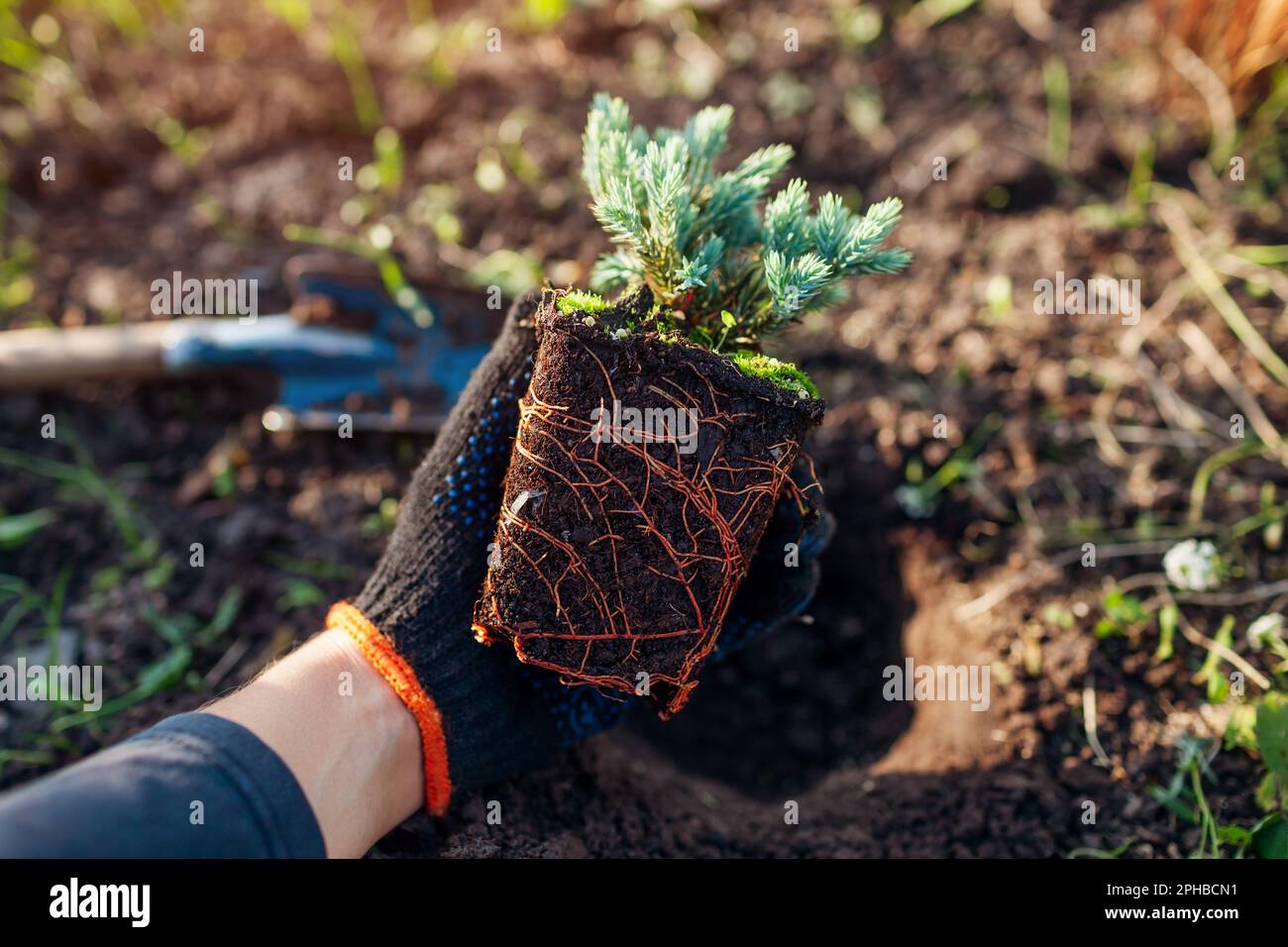 Planting Blue star juniper into soil. Groundcovering evergreen ready ...