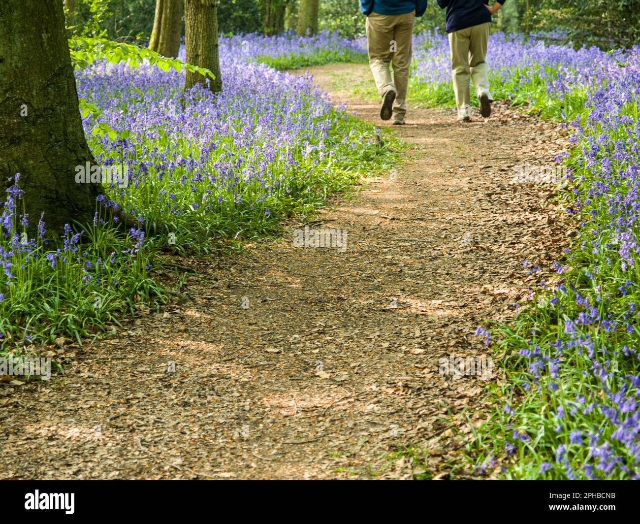 two people walk along a winding path through an English bluebell wood ...