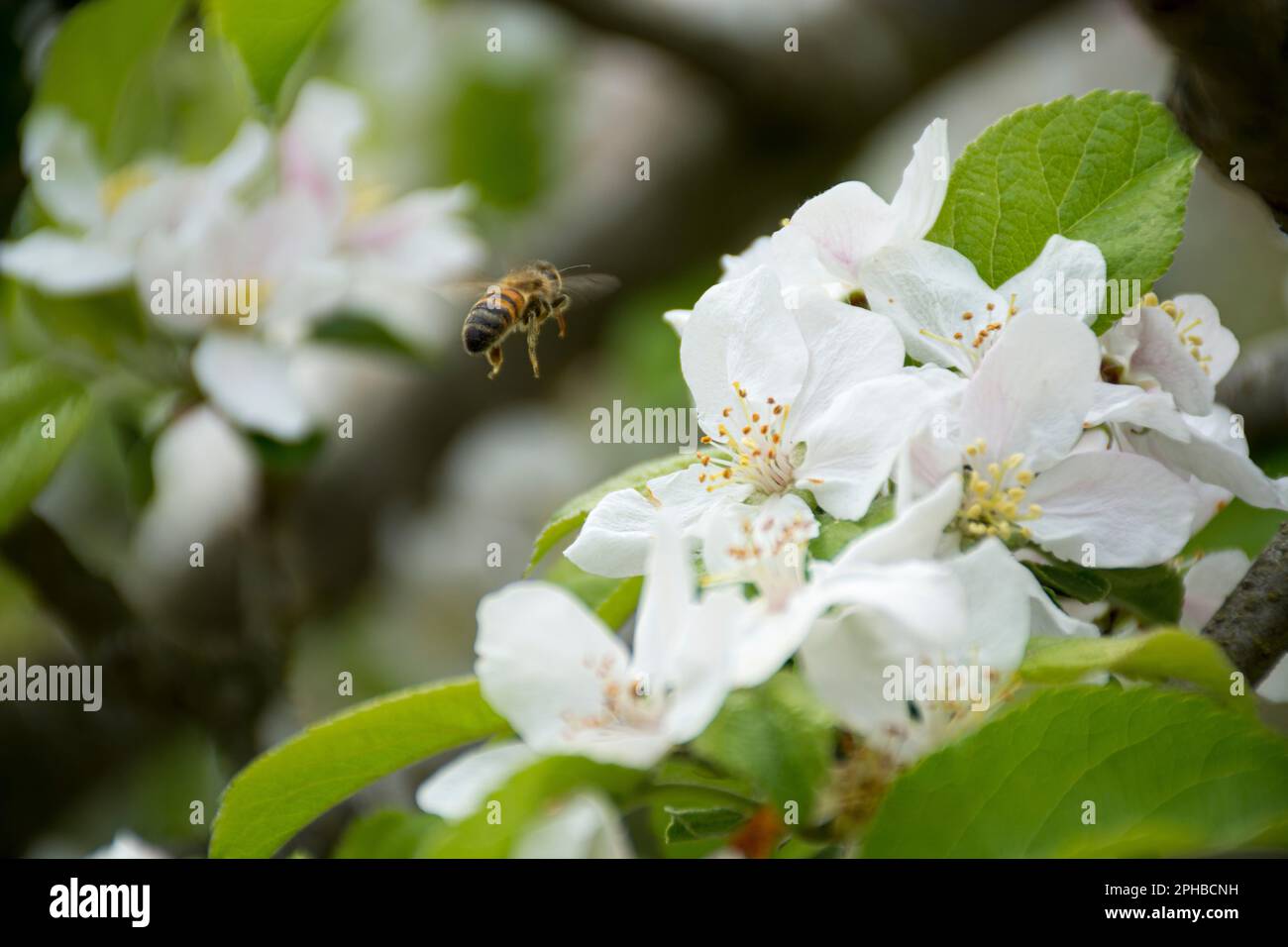 Worker bee hi-res stock photography and images - Alamy