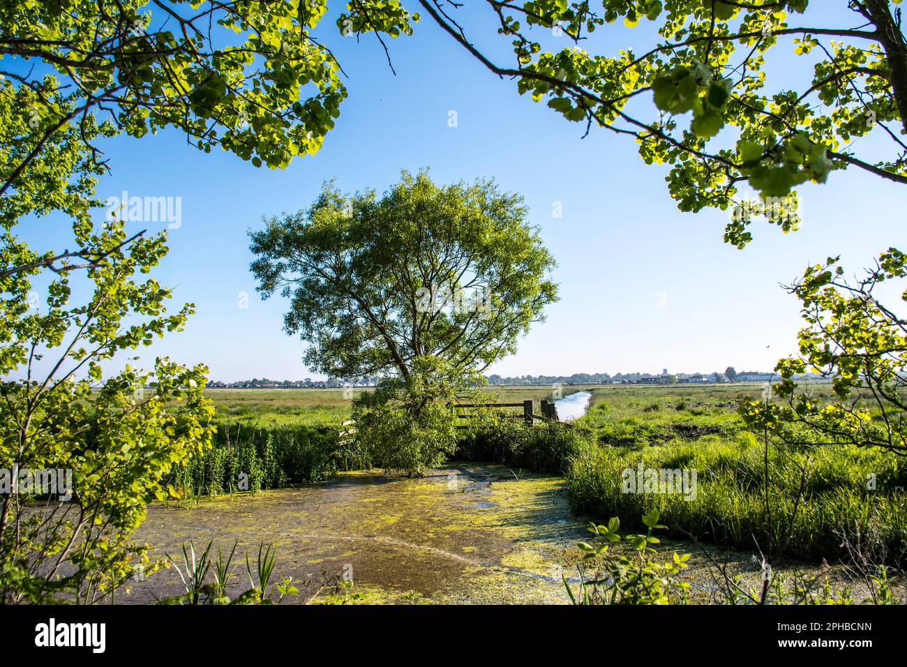 Spring view through trees to drainage dykes, water meadows and ...