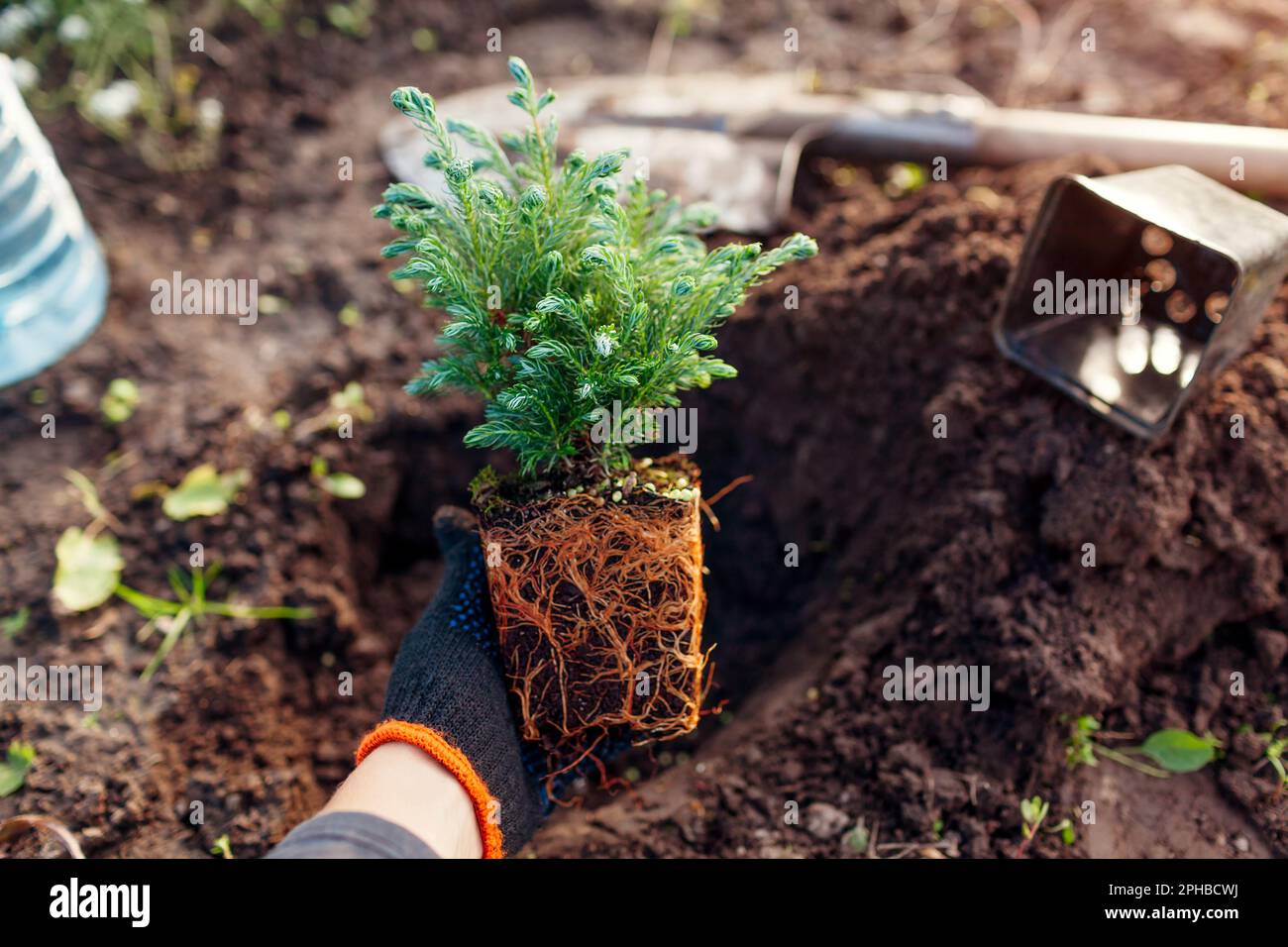 Planting Boulevard Cypress into soil. Small evergreen conifer with ...