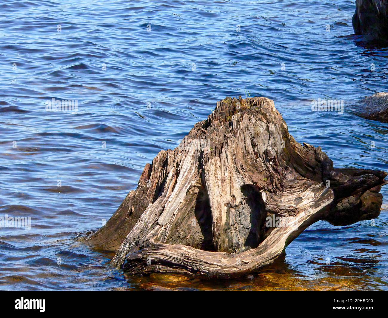 Flotsam and jetsam, washed up old and weathered tree stump Stock Photo - Alamy
