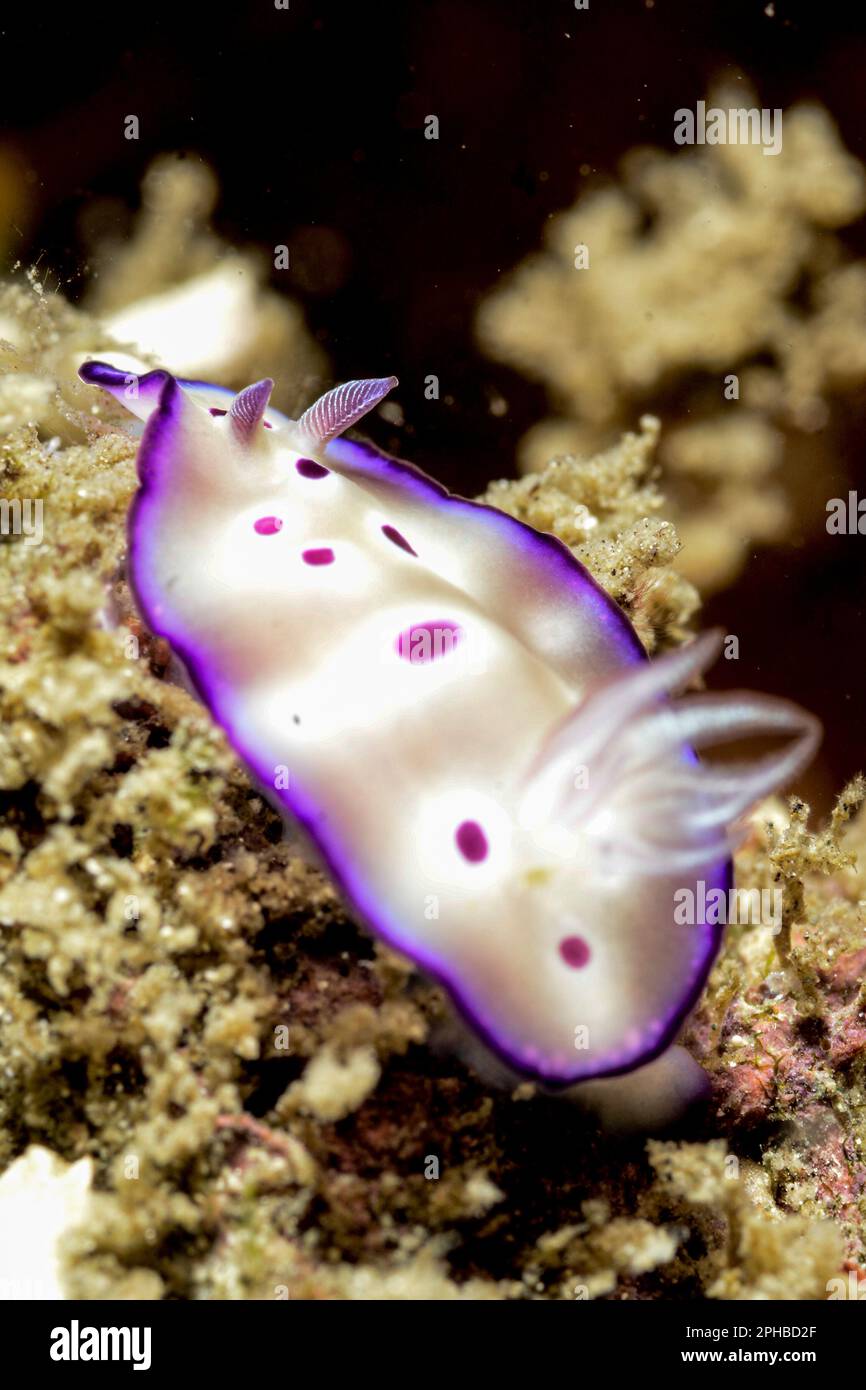 Hypselodoris tryoni nudibranch in Indonesia Stock Photo - Alamy