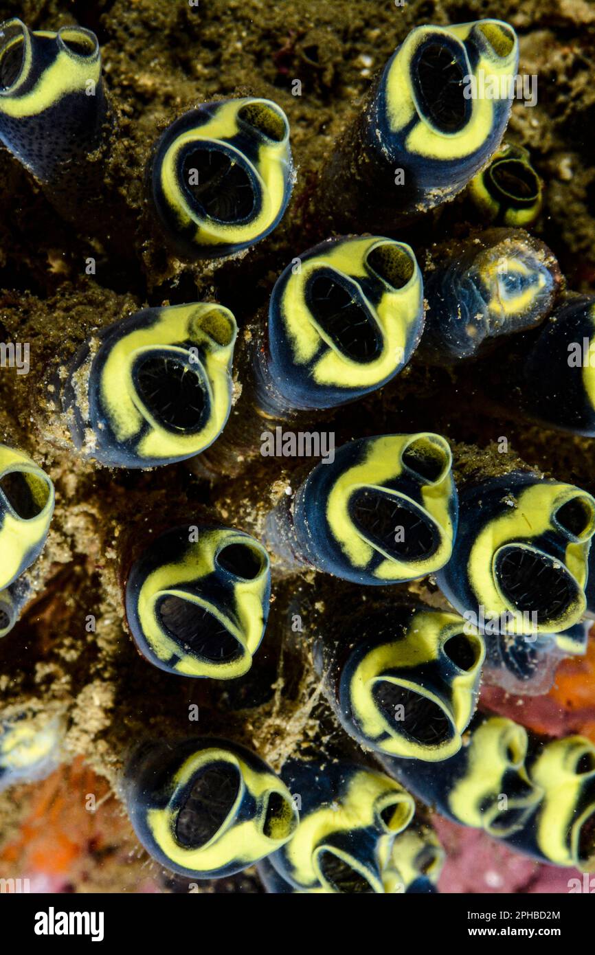 Black and yellow encrusting tunicates Stock Photo - Alamy