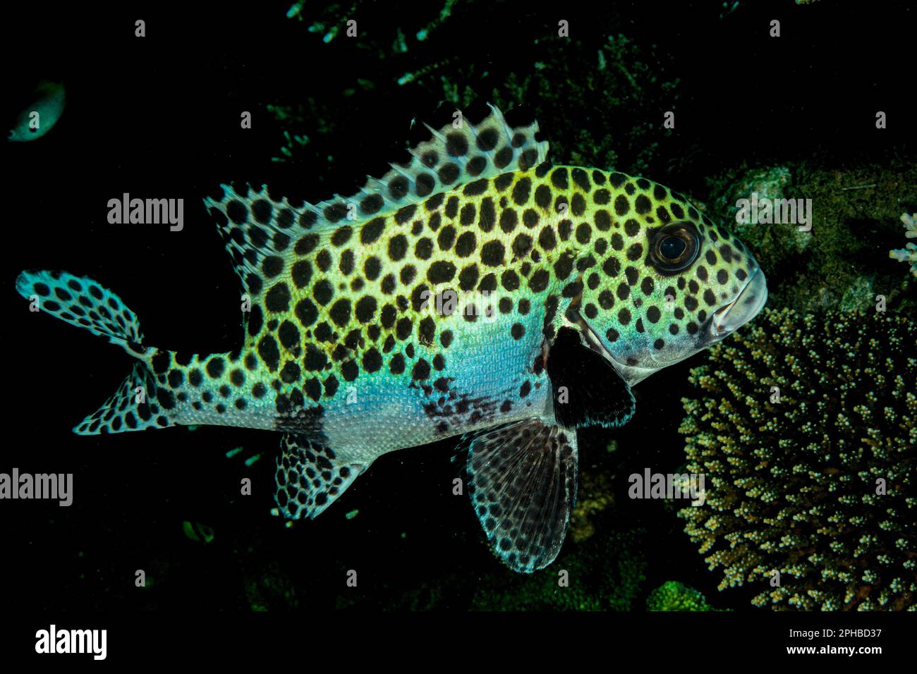 Plectorhinchus chaetodonoides portrait Stock Photo - Alamy