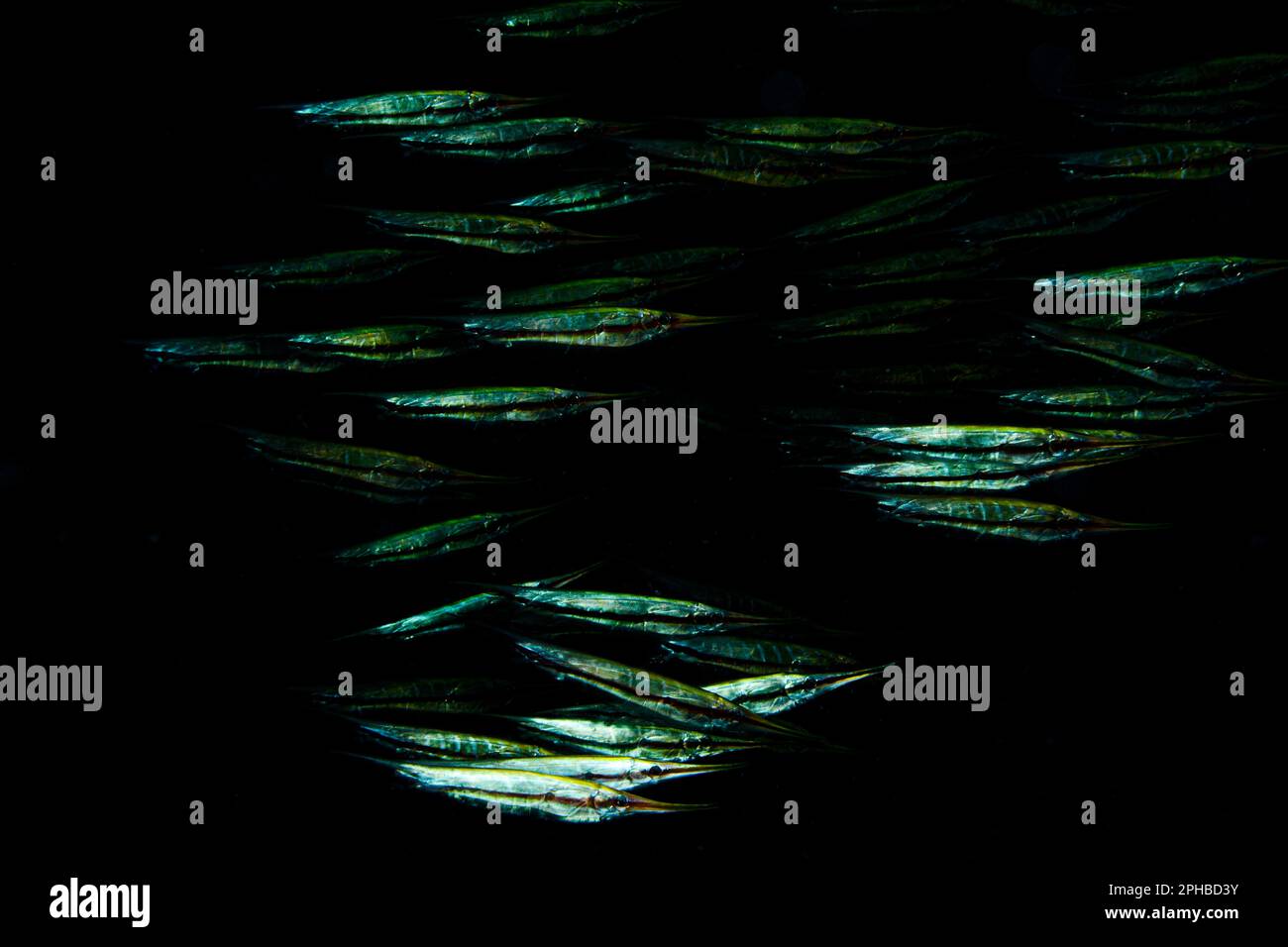School of Razorfish with black background Stock Photo - Alamy