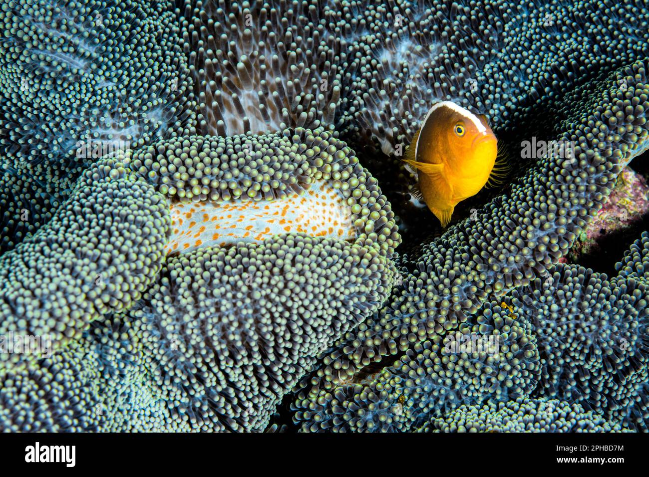 Skunk clown hi-res stock photography and images - Alamy